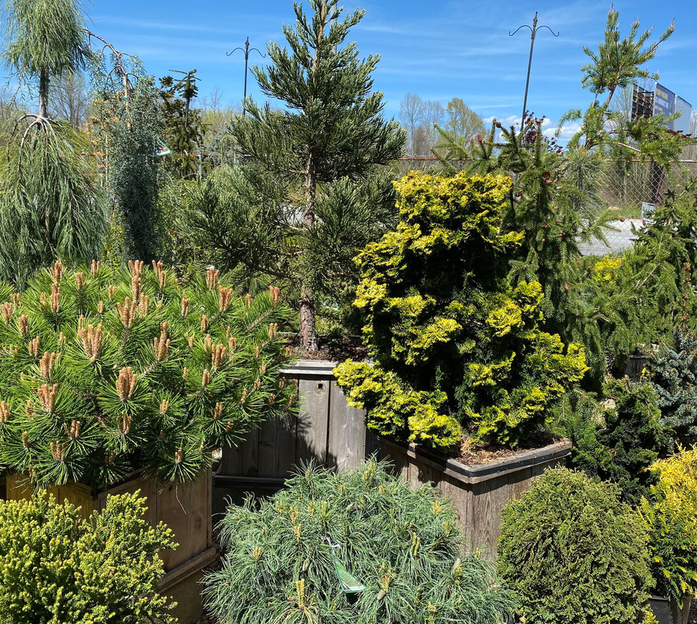 Conifers are Cool!!