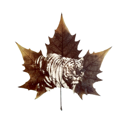 Leaf Carving Art - King of the Forest | ideaPOT