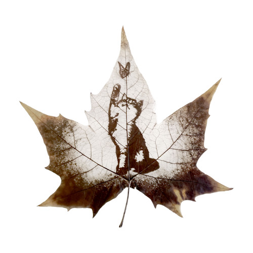 Leaf Carving Art - Paws of Wonder | ideaPOT