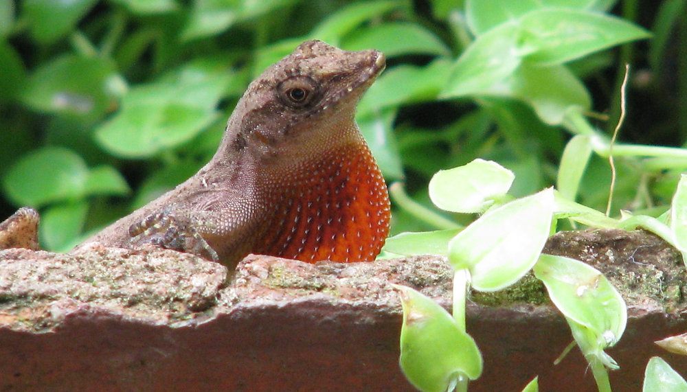 Normalizando la diferencia