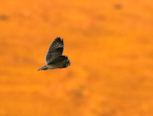 January 2022 - Pueo in the sunset | Birds Hawaiʻi Past P