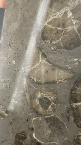 Fossile de Bryozoaire, Prasopora, Québec, tranche polie | MinEric