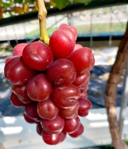 레드샤인머스켓 Red Shine Muscat | 류에프엔비(RYUFnB)