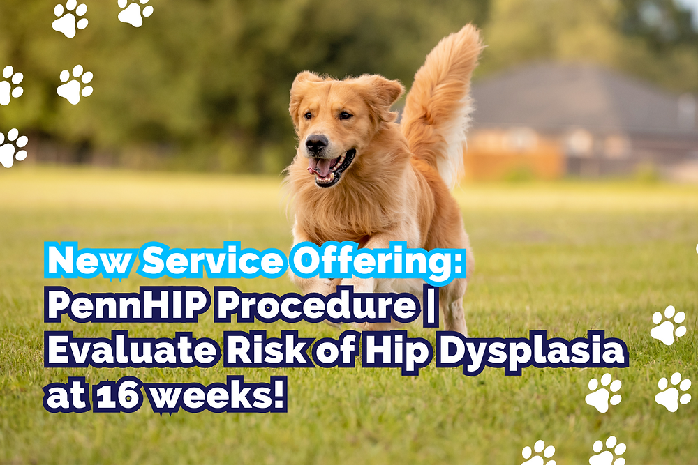 Evaluate Risk of Canine Hip Dysplasia as early as 16 weeks with PennHIP ...