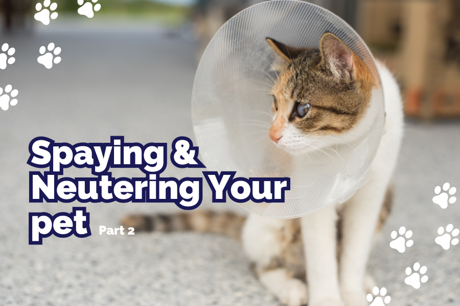 Spaying & Neutering Your Pet, Part 2