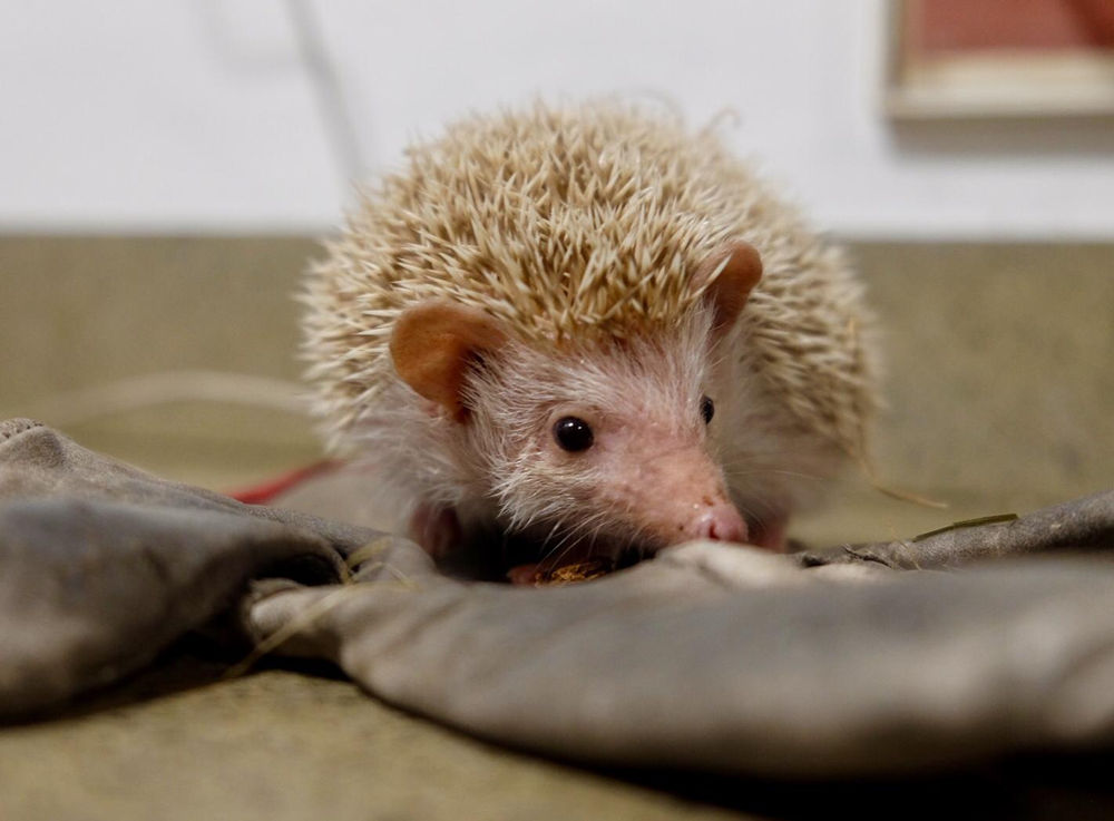 Ricci Africani disponibili