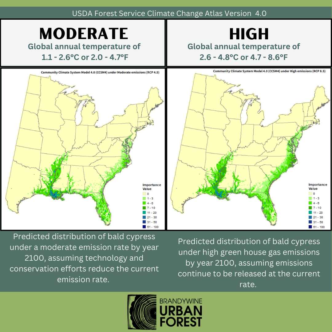 Climate Resilient Canopy: Bald Cypress