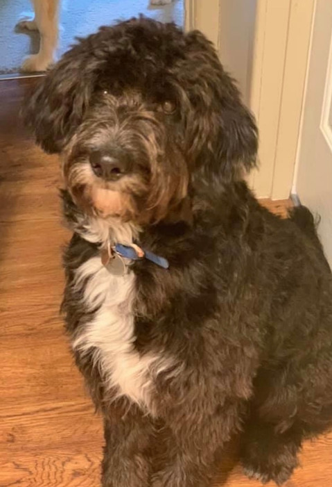 Borderdoodles | Rose Cottage Borderdoodles | Puppy Breeder | Border ...