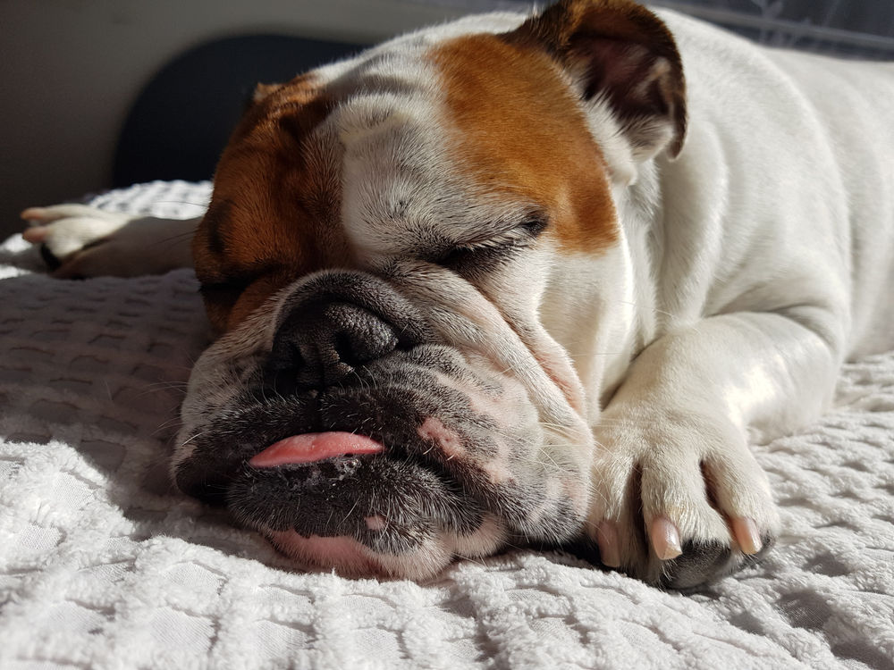 Brachycephalic Dogs: What do I need to know?