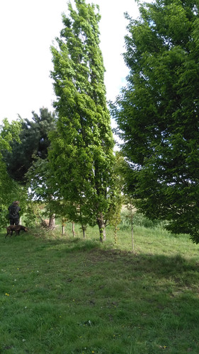 Quercus - Fastigiate Oak | Norfolk Walnuts