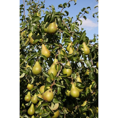 Pyrus - Pear Concorde | Norfolk Walnuts