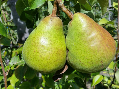 Pyrus - Pear Beth | Norfolk Walnuts