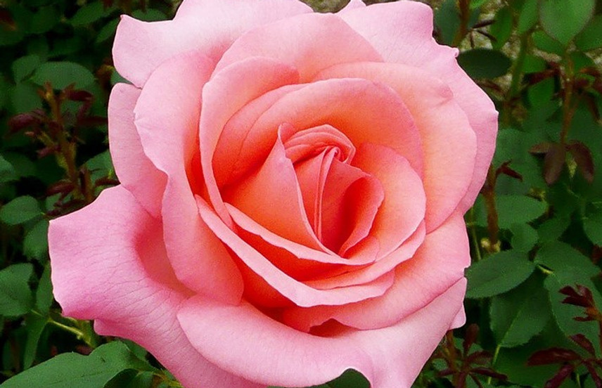 National Trust Rose Collection | fryersroses