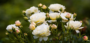 Fryer's Roses | Blue Diamond