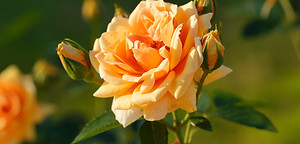 Fryer's Roses | Blue Diamond