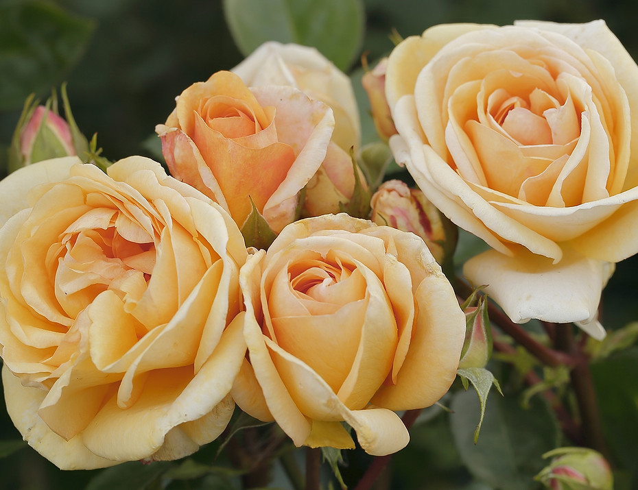 National Trust Rose Collection | fryersroses
