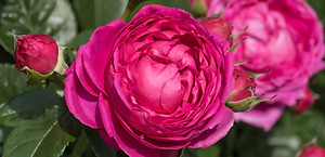 Fryer's Roses | Blue Diamond