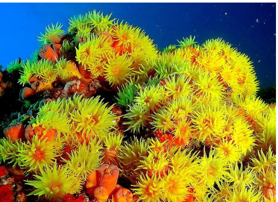 O coral-sol: um astro invasor