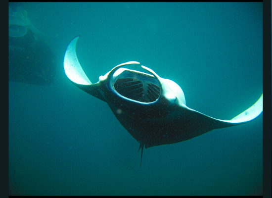 Animais Curiosos: arraia-jamanta, a gigante voadora!