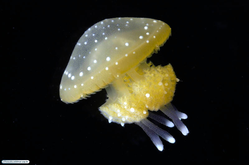 A ancestral biologia dos cnidários