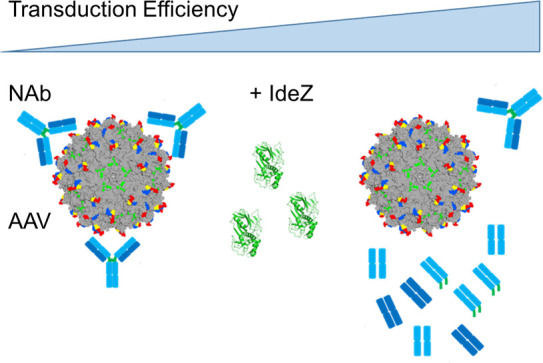 Rescuing AAV Gene Transfer from Neutralizing Antibodies