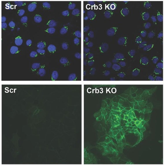 Using a CRISPR Screen to identify AAV Restriction Factor