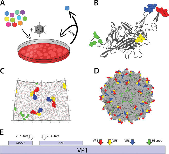 Humanizing AAV capsids through directed evolution