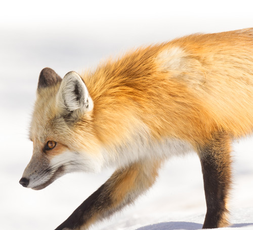 Hunting Fox Portrait | Wink