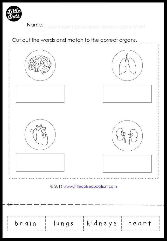 Internal Organs Worksheet for Kindergarten and Grade 1