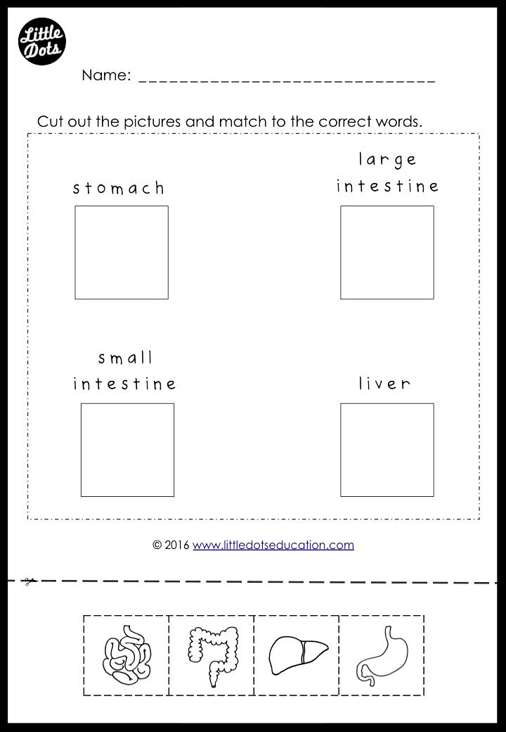 Internal Organs Worksheet For Kindergarten And Grade 1 internal-organs-worksheet-for-kindergarten-and-grade-1