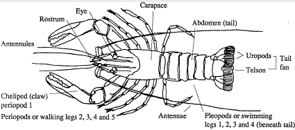 Crayfish Respiratory System