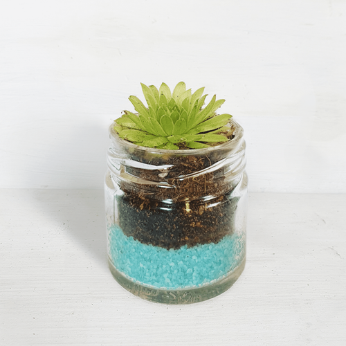 Turquoise Succulent Sempervivum Glass Jar Gifts | 4cm Pot | Seedhouseplants