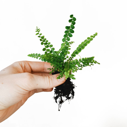 The Nephrolepis Duffy Fern - Letterbox Houseplants | Seedhouseplants