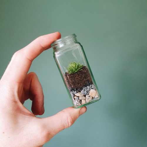 The Mini Upcycled Succulent Terrarium | 4x9cm Zero Plastic ...