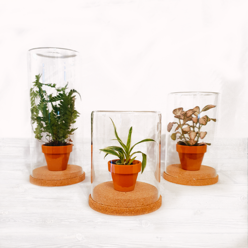 The Glass Cloche Selection with Natural Cork Bases - 3 Sizes - 14.5 ...