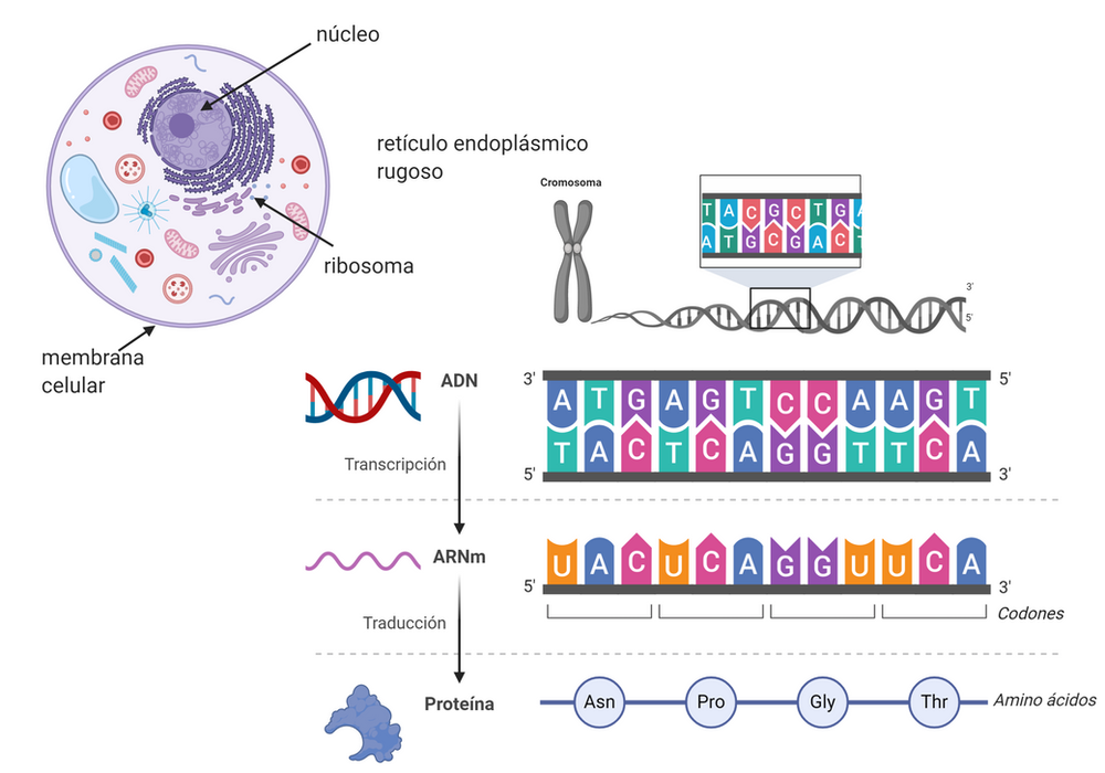 ADN, ARN y proteínas