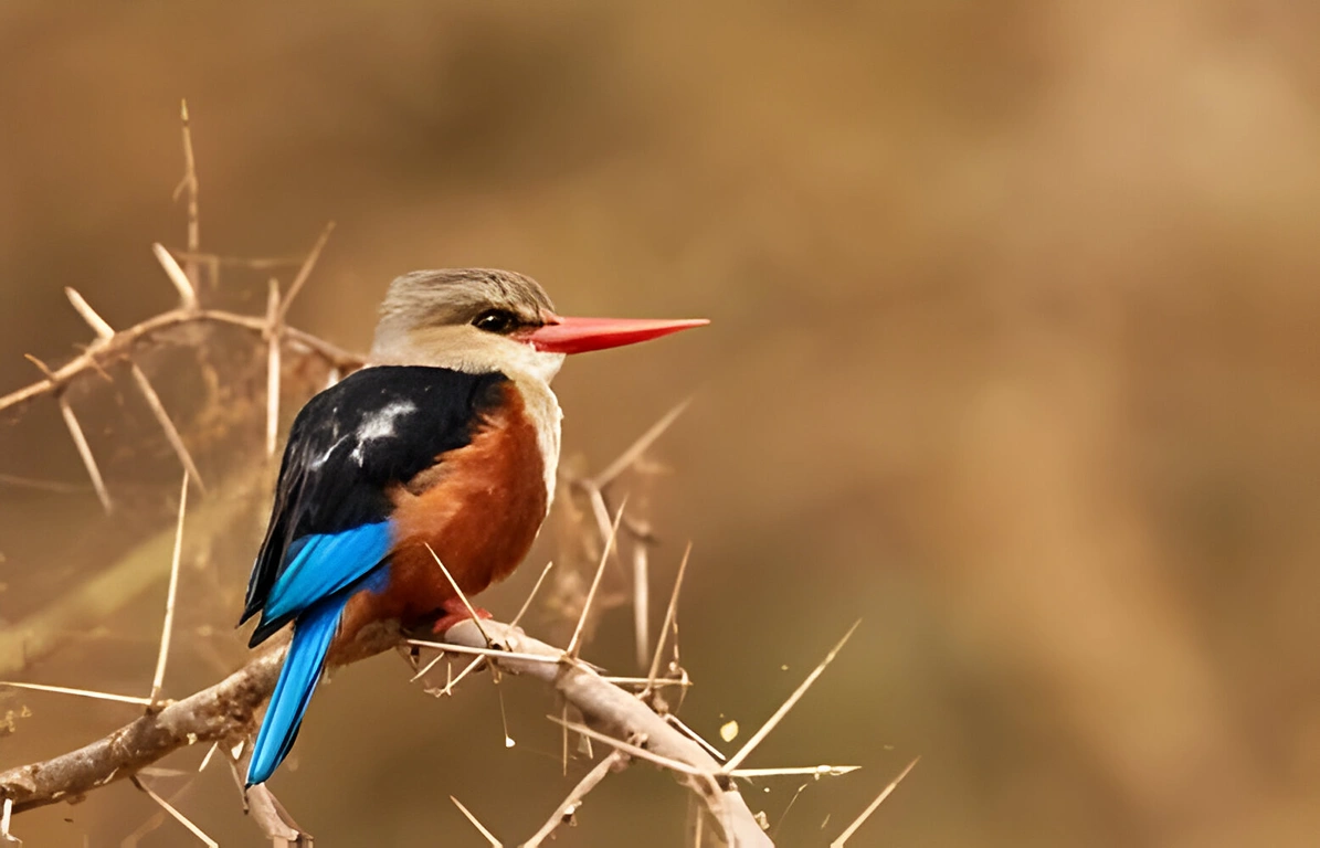Birds Of Senegal And The Gambia