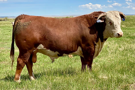 Current Sires | Coleman Herefords