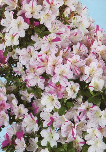 Satsuki Varieties at BSW | Bonsai Southwest