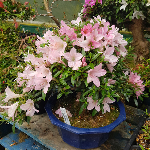 Satsuki Azalea 'SHINZAN' #SASHZ99.01 | Bonsai Southwest