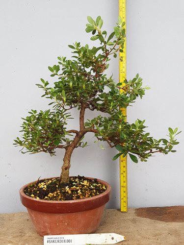 Dwarf Satsuki Azalea 'Dwarf Kakuo' (#SAKAKD18.001) | Bonsai Southwest