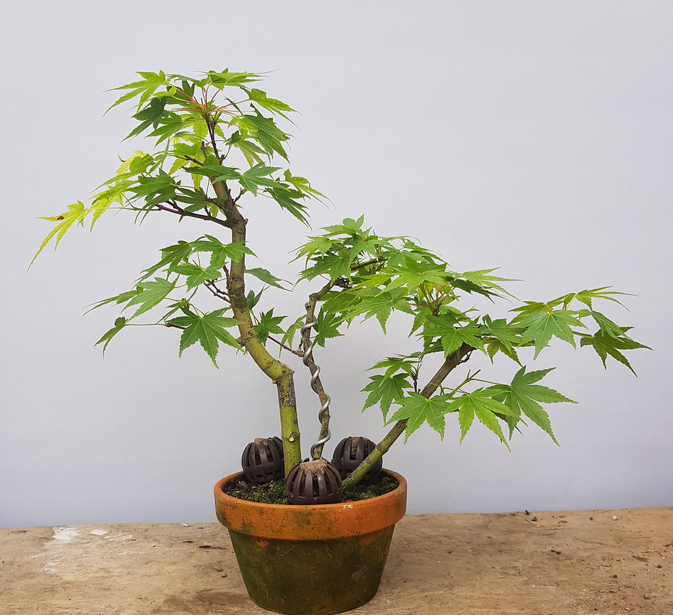 Japanese & Trident Maples | Bonsai Southwest Plymouth Devon UK | Plymouth