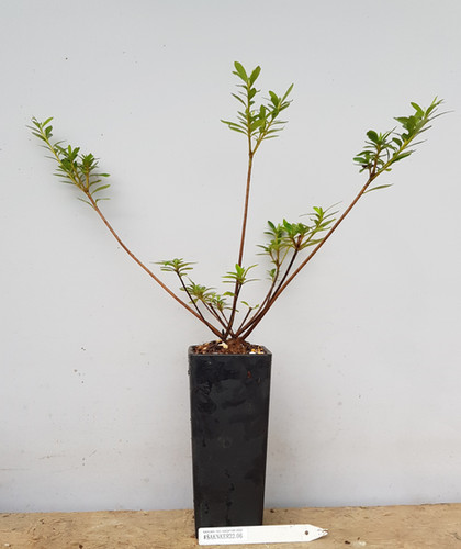 Satsuki Azalea Exposed Root Starter (#SAKNKER22.06) | Bonsai Southwest