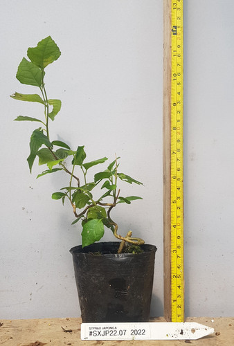 Japanese Snowbell (#SXJP22.07) | Bonsai Southwest