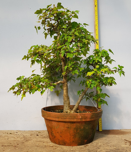 Trident Maple Multi-trunk (#MPABMT) | Bonsai Southwest