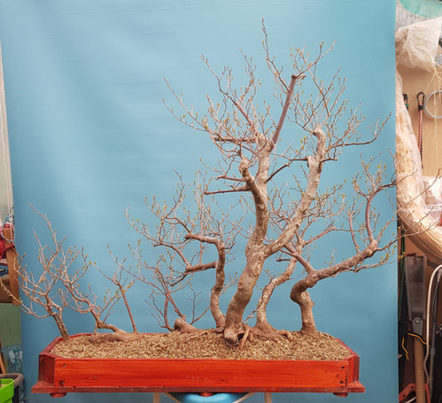 Japanese Snowbell, Styrax, Raft Style, Ikadabuki | Bonsai Southwest