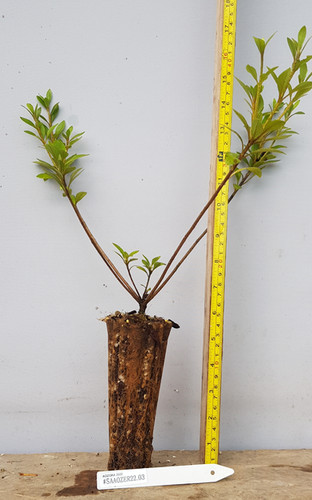 Satsuki Azalea Exposed Root Starter (#SAAOZER22.03) | Bonsai Southwest