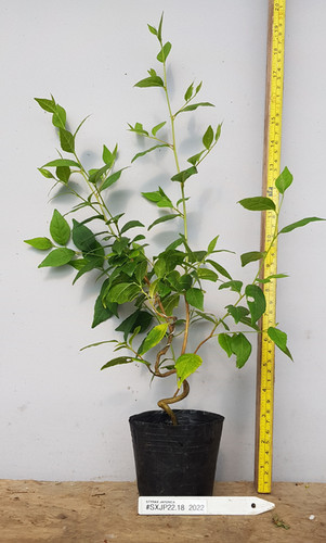Japanese Snowbell (#SXJP22.18) | Bonsai Southwest