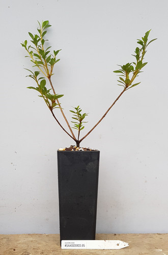 Satsuki Azalea Exposed Root Starter 'Aozora' (#SAAOZER22.05 | Bonsai ...