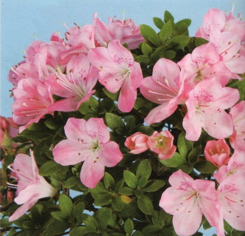 Satsuki Azalea Starter 'Kakuo' (#SAKAK24) | Bonsai Southwest